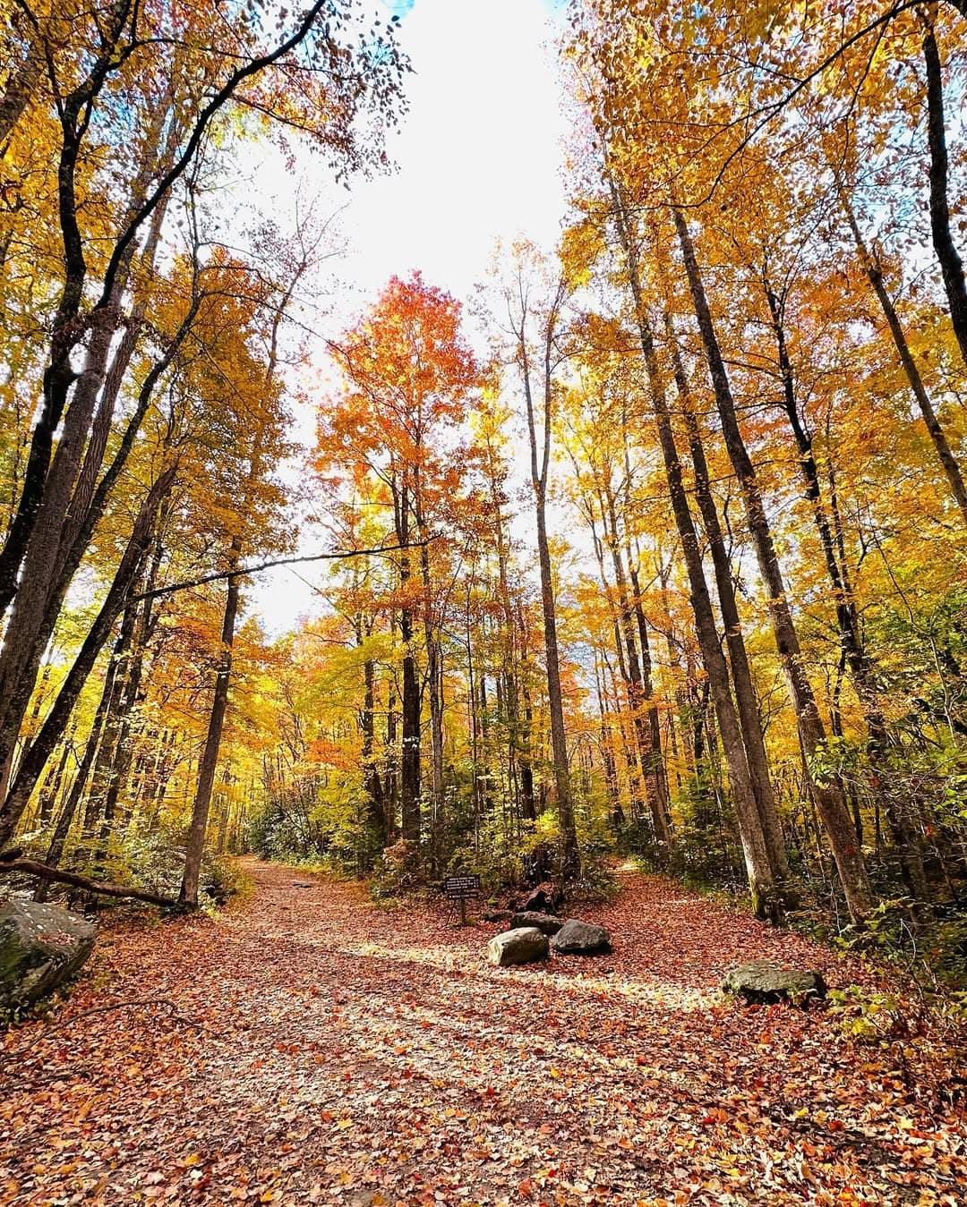 A Local's Guide To The Smoky Mountains Middle Prong Trail