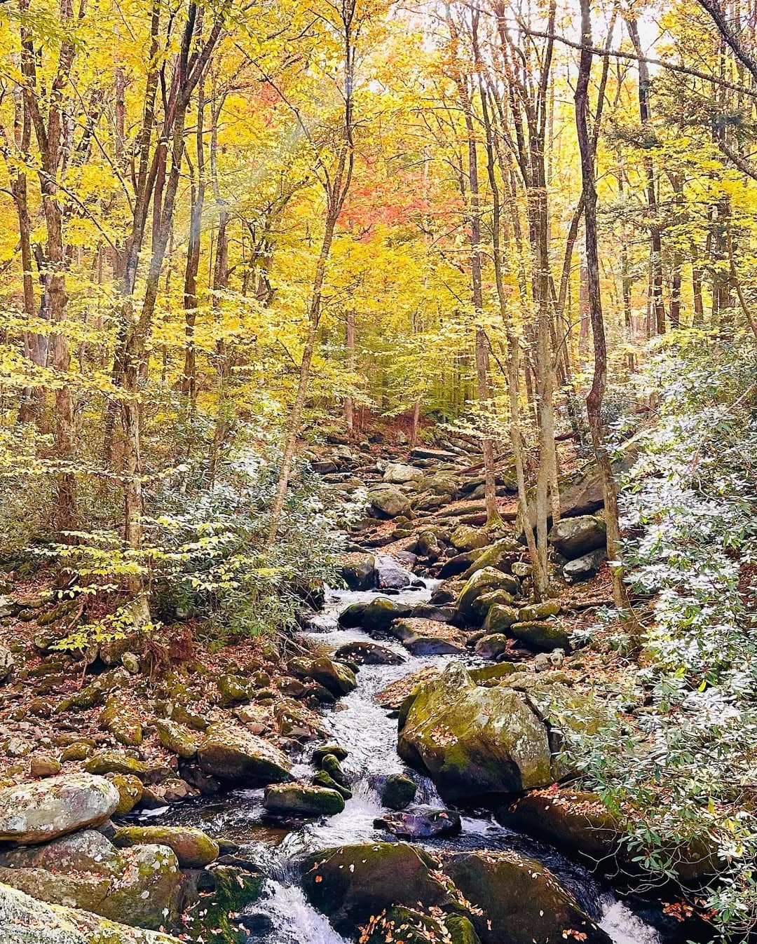 A Local's Guide To The Smoky Mountains Middle Prong Trail
