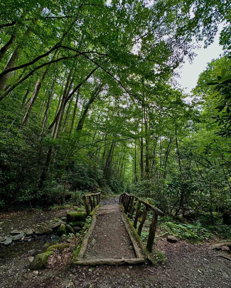 A Local's Guide To The Smoky Mountains Middle Prong Trail