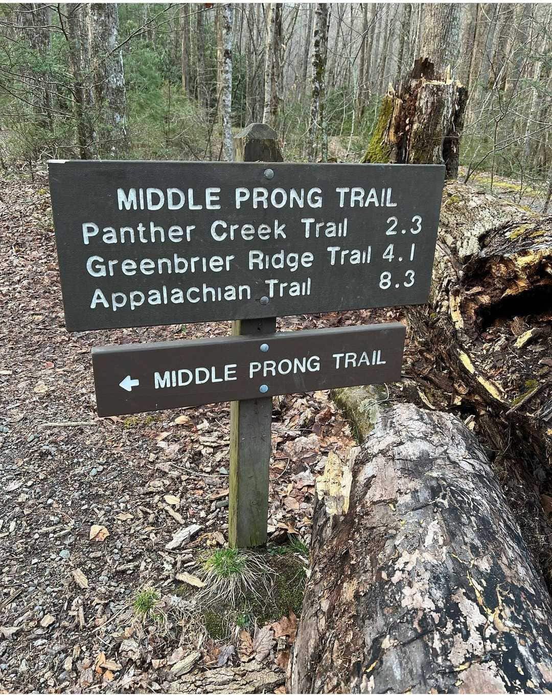 A Local's Guide To The Smoky Mountains Middle Prong Trail