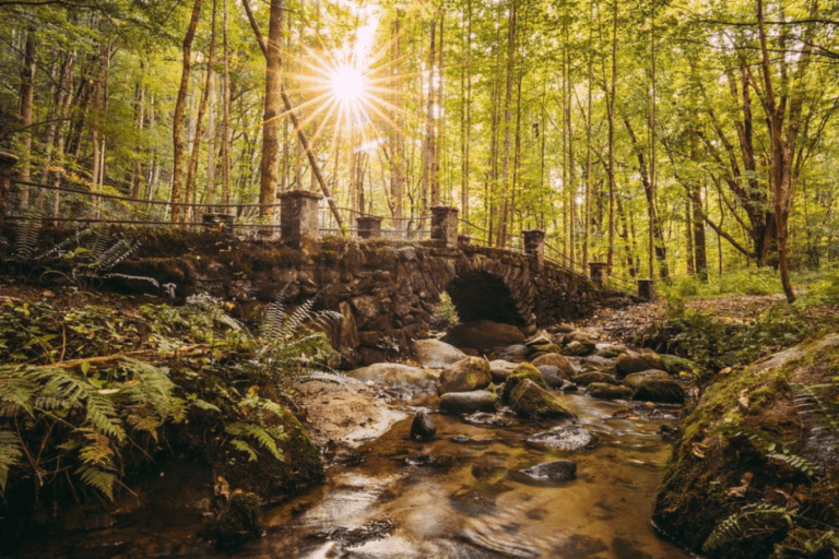 2025 ULTIMATE Guide Of Things To Do In Sevierville Tennessee