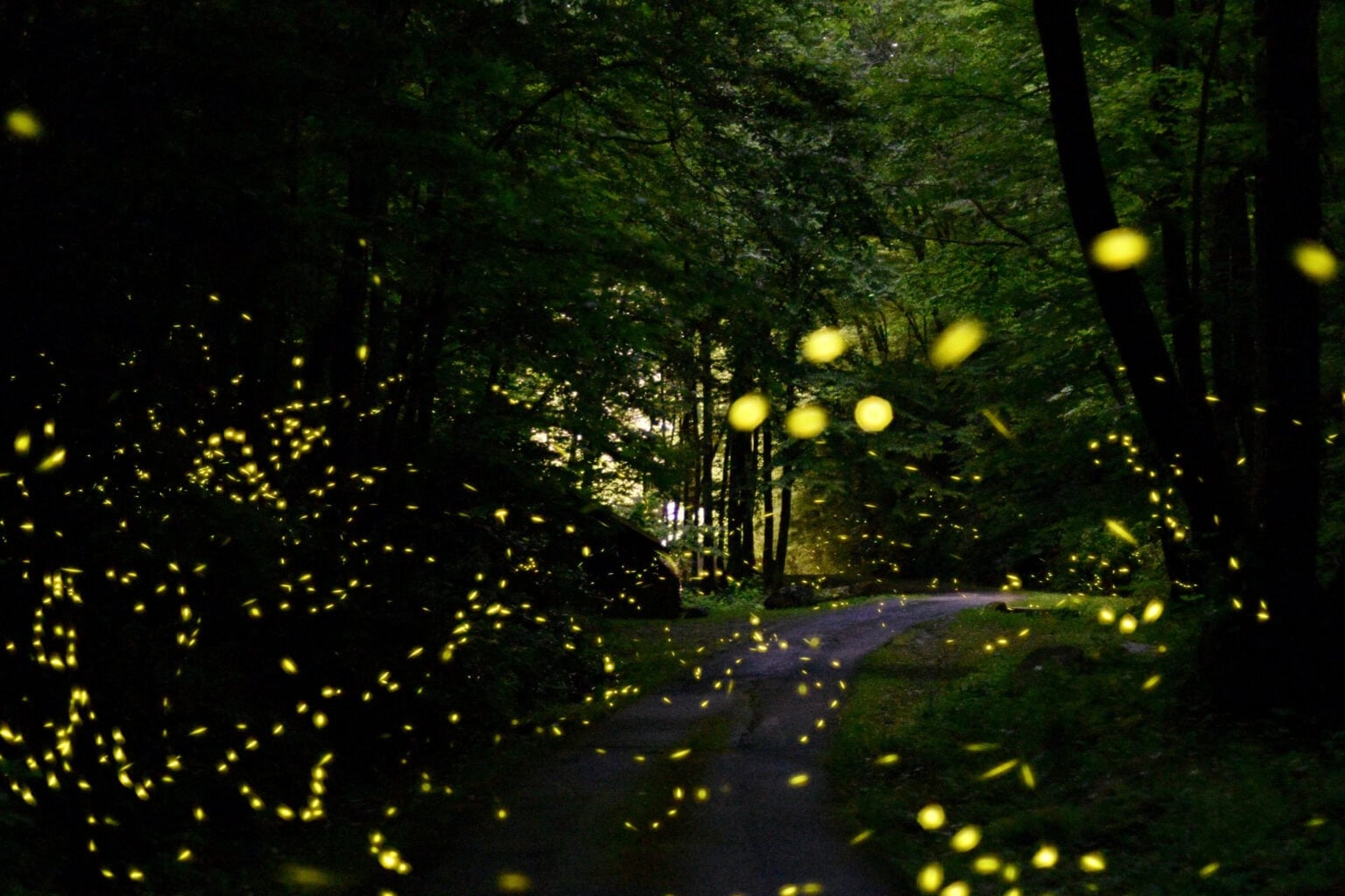 2026 Synchronous Fireflies Smoky Mountains Event GUIDE